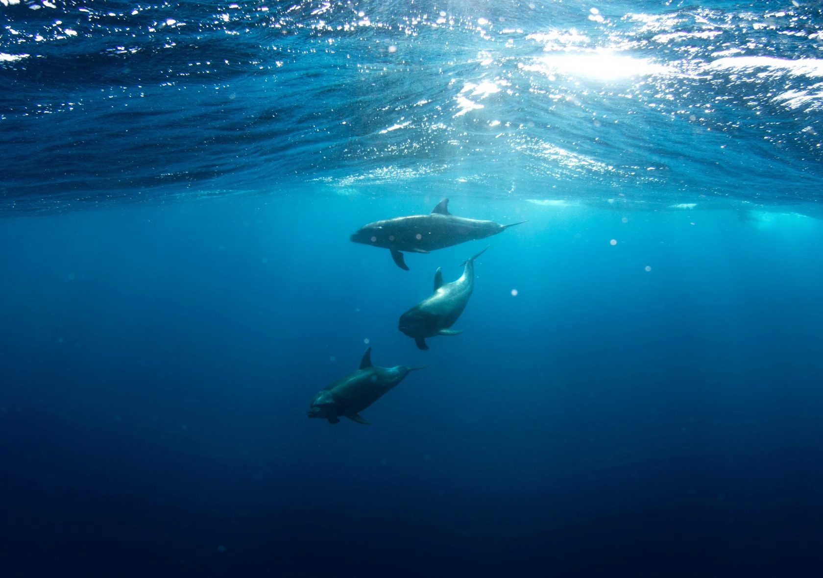 Life Below Water - Alliance 2030